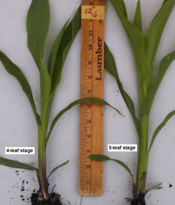 Sidedress Corn Using the Pre-sidedress Soil Nitrate Test (PSNT ...