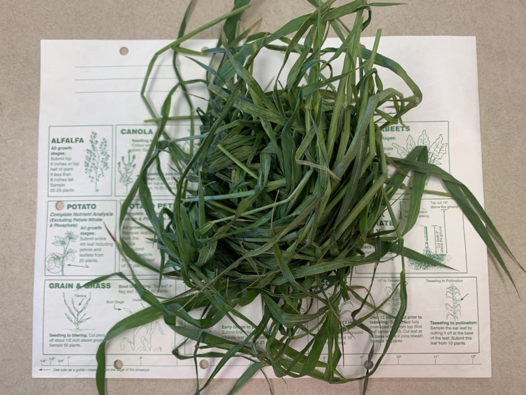 Plant Sampling Basics - Sampling, storing, and shipping plant samples ... Plant Sampling Basics - Sampling, storing, and shipping plant samples ...