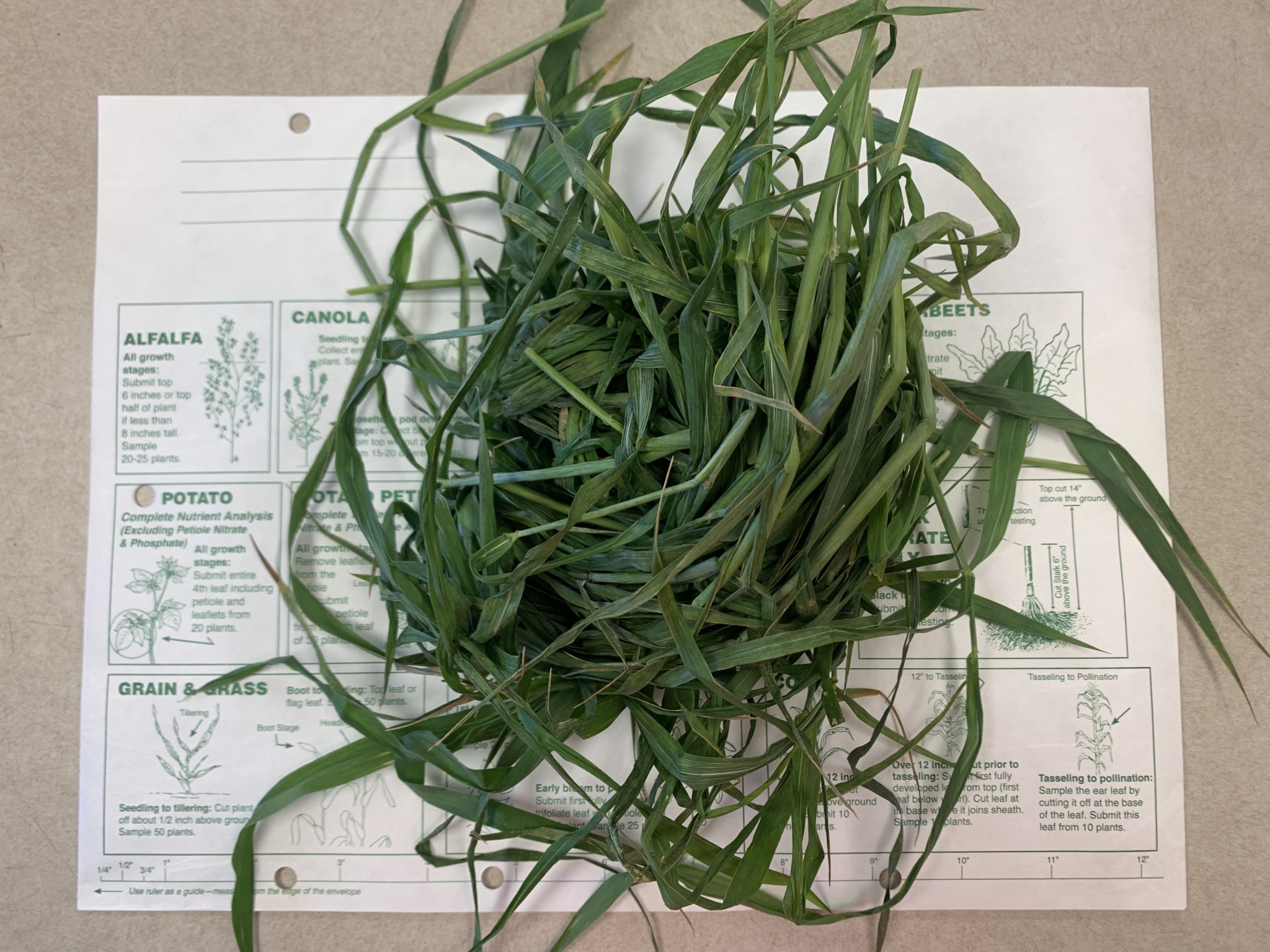 Plant Sampling Basics - Sampling, storing, and shipping plant samples ...