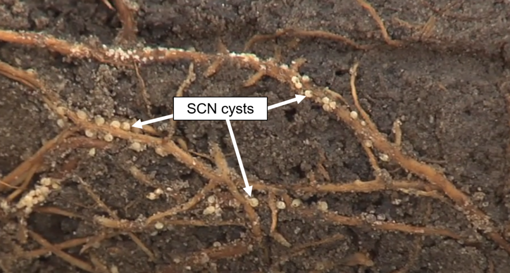 Sampling Fields for SCN - Agvise Laboratories